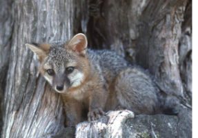 DNR Asking for Help With Declining Gray Fox Population - Ottumwa Radio