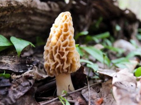 Tips for Hunting Wild Mushrooms in Iowa - Ottumwa Radio