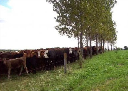 Cattle Producers Should Be Alert over HPAI, Not Alarmed - Ottumwa Radio