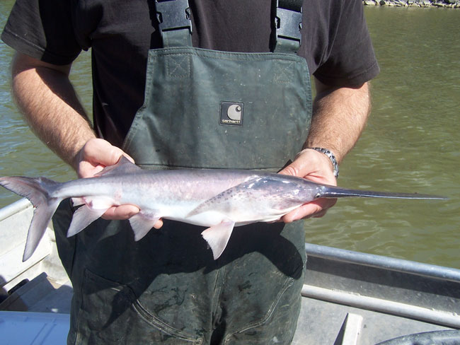DNR project brings paddlefish back to West Okoboji, Rathbun Lake ...