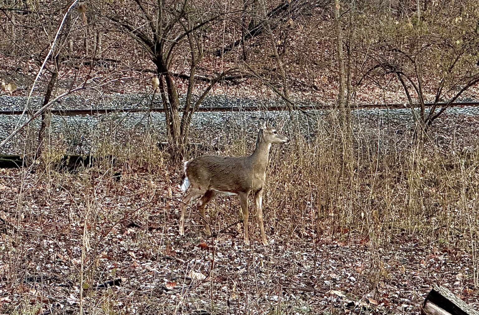 DNR to host community meetings on hunting, possible rule changes - Ottumwa Radio