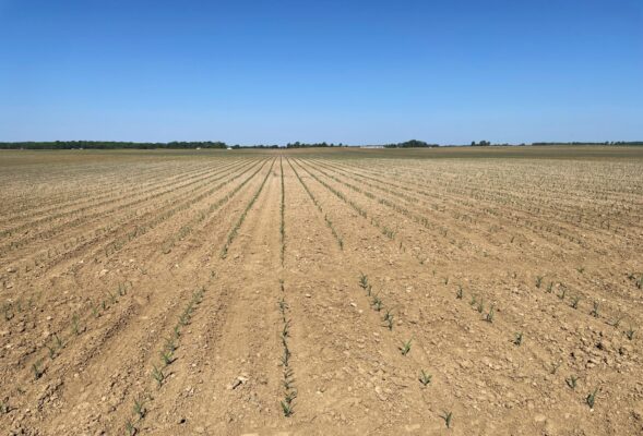 Expectations for a stronger year for U.S. corn - Ottumwa Radio