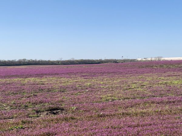 Spring warm up brings return of winter annuals - Ottumwa Radio