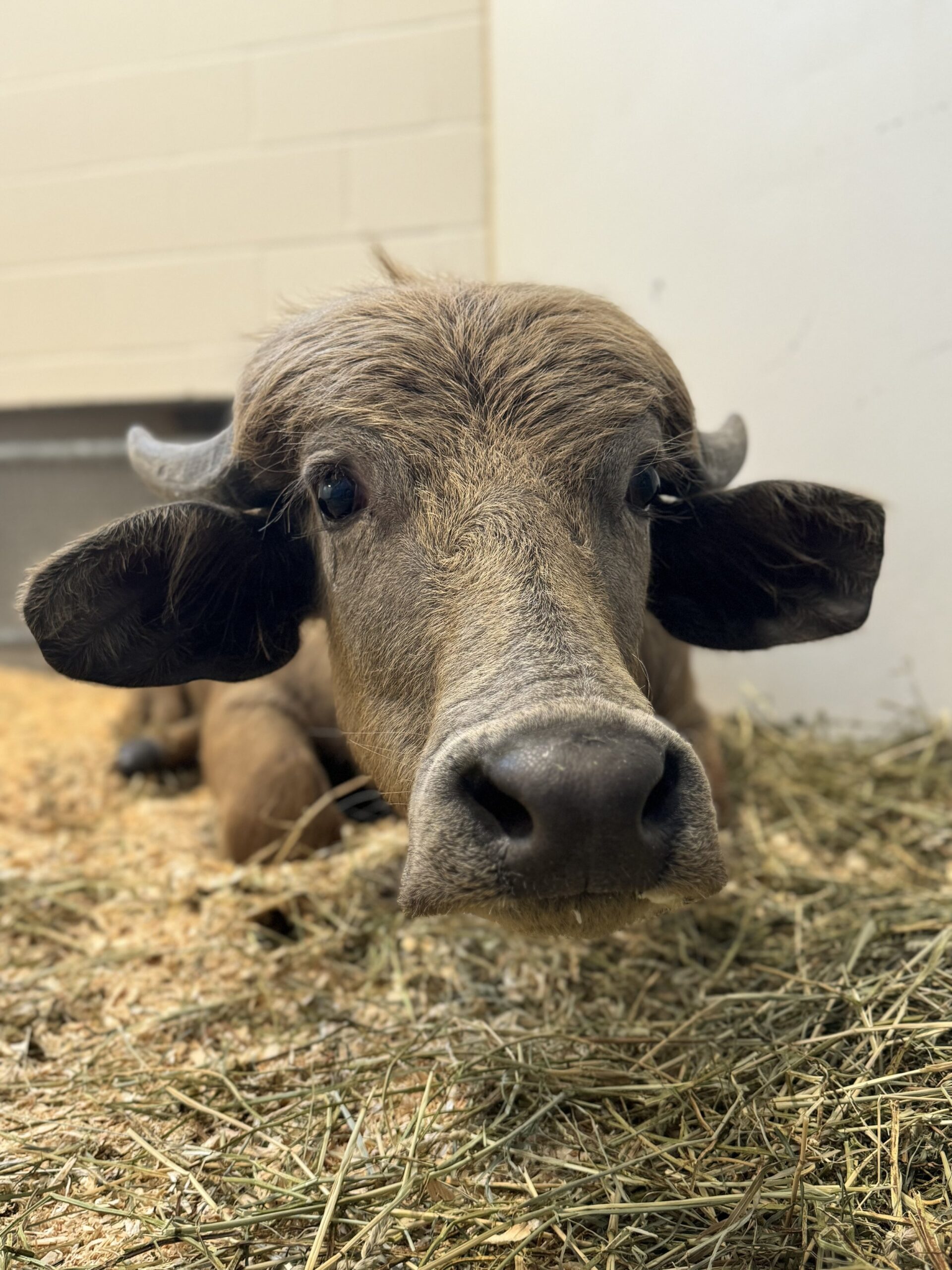Central Iowa Author Publishes New Book Inspired by Local Water Buffalo ...