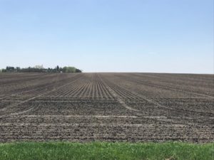 Soil crust an issue as corn emerges across north Iowa - Ottumwa Radio