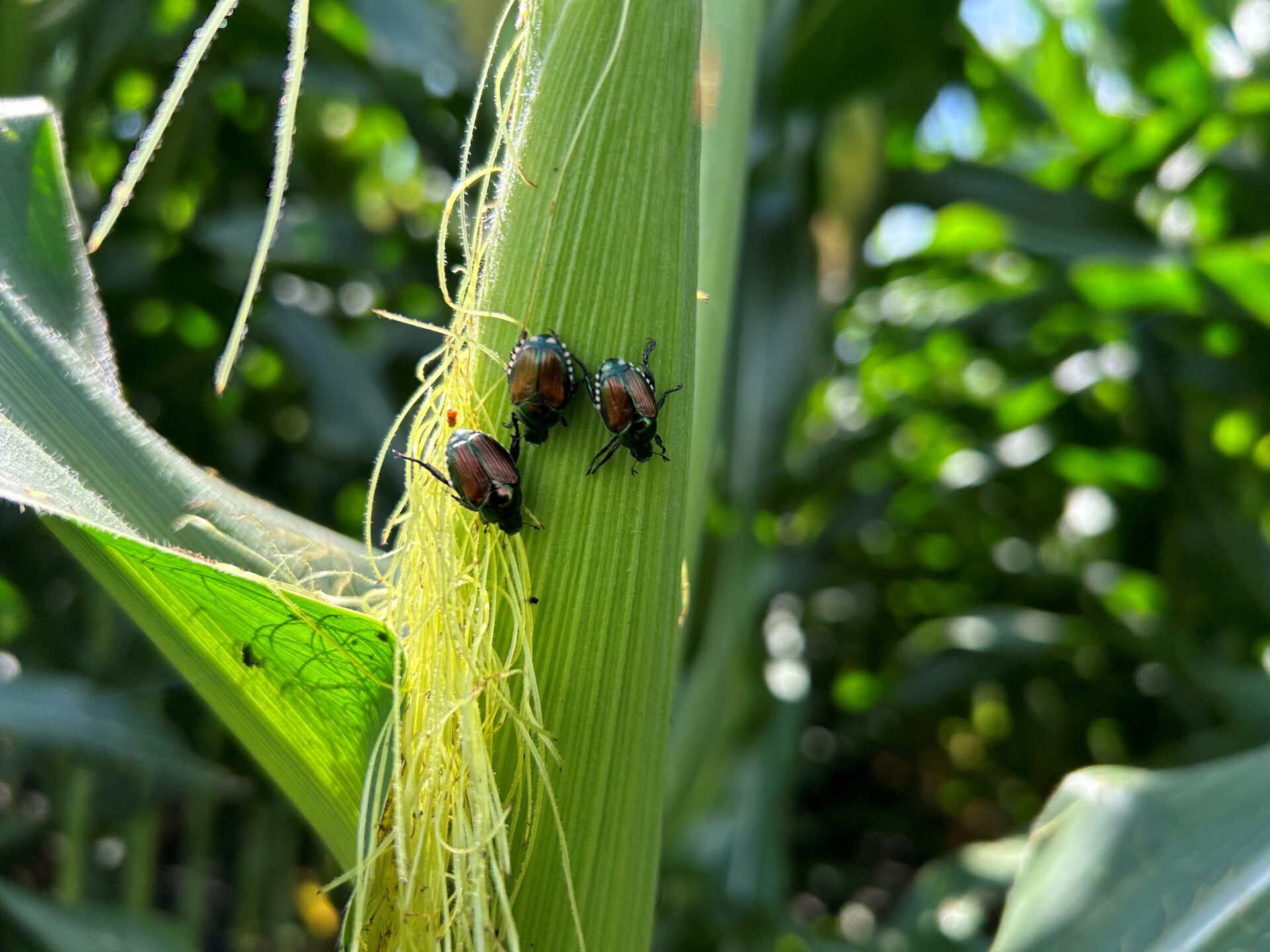Heatwave accelerates crop growth and crop pests - Ottumwa Radio