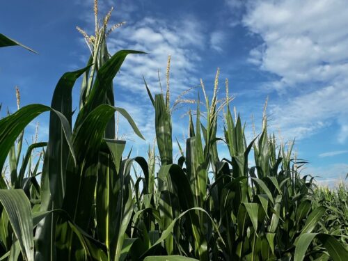 Learning about tassel wrapping in real time, agronomist says - Ottumwa Radio