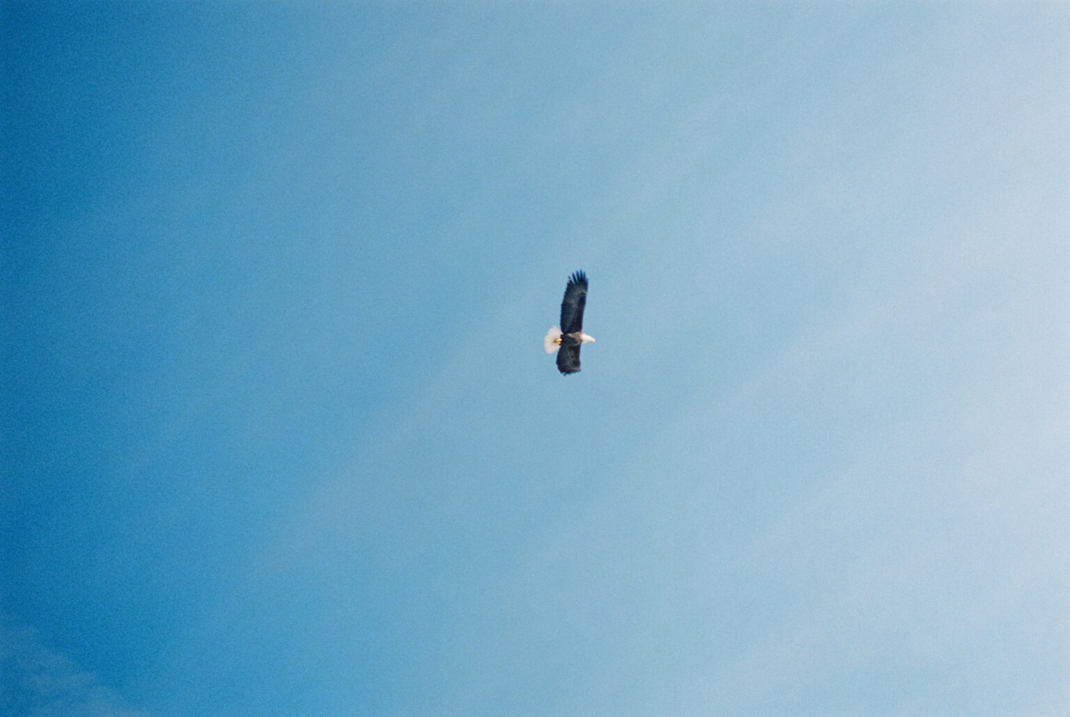 DNR removes ‘special concern’ species from endangered species rules - Ottumwa Radio