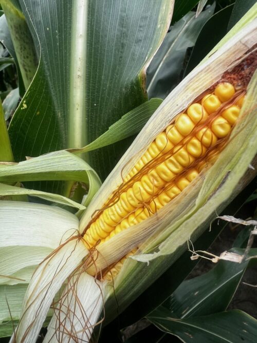 Southern rust impacting southeast Iowa corn crop - Ottumwa Radio