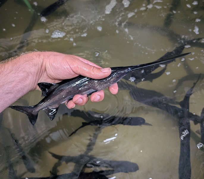 Paddlefish stocked in Lake Rathbun could become Iowa’s next trophy catch - Ottumwa Radio